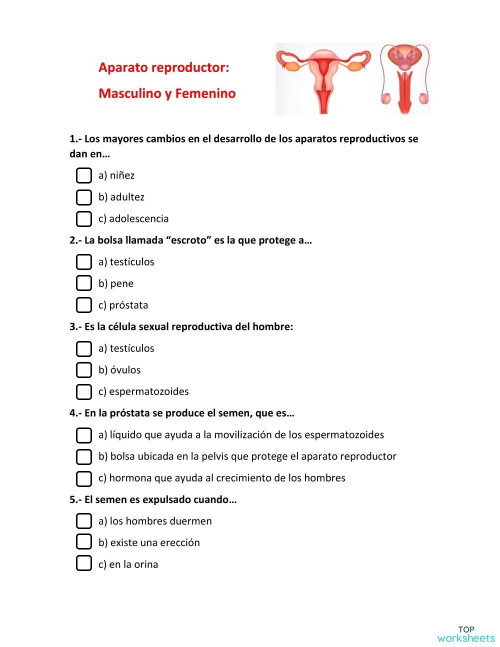 Aparatos Reproductores. Ficha interactiva | TopWorksheets