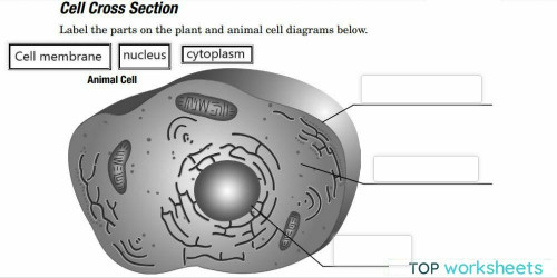 Animal Cell. Interactive worksheet | TopWorksheets