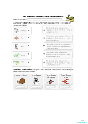 animales invertebrados. Ficha interactiva | TopWorksheets