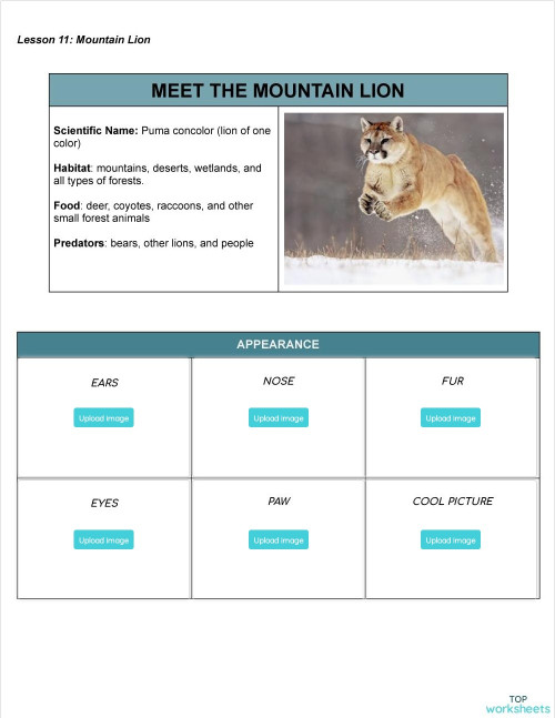 Lesson 11 Mountain Lion. Interactive worksheet | TopWorksheets