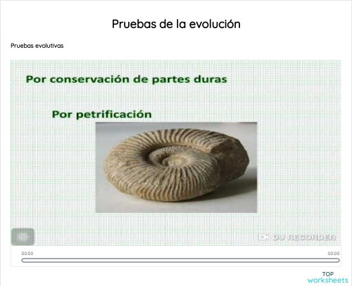 Pruebas de la evolución. Ficha interactiva | TopWorksheets