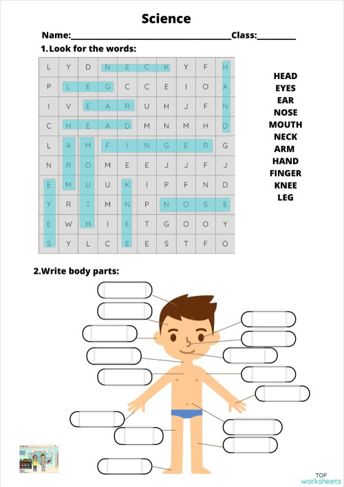My body 3r. Interactive worksheet | TopWorksheets