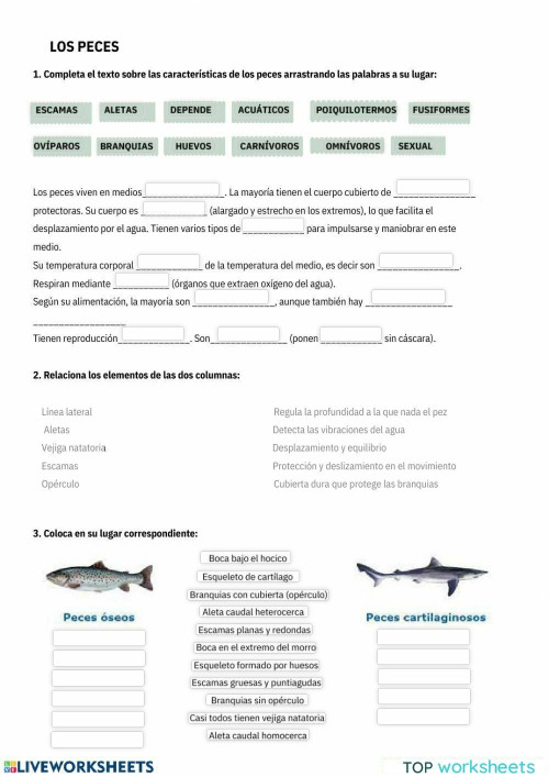 Repaso peces. Ficha interactiva | TopWorksheets