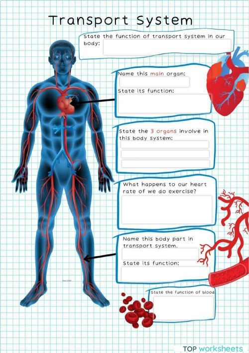 Transport System. Interactive worksheet | TopWorksheets