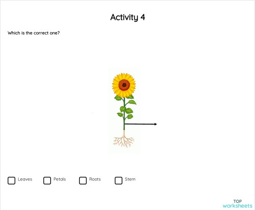 Activity 5 Interactive Worksheet Topworksheets