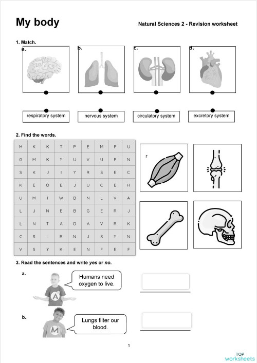 Natural Sciences 2 - Revision Worksheet (L2) UNIT 1: MY BODY ...