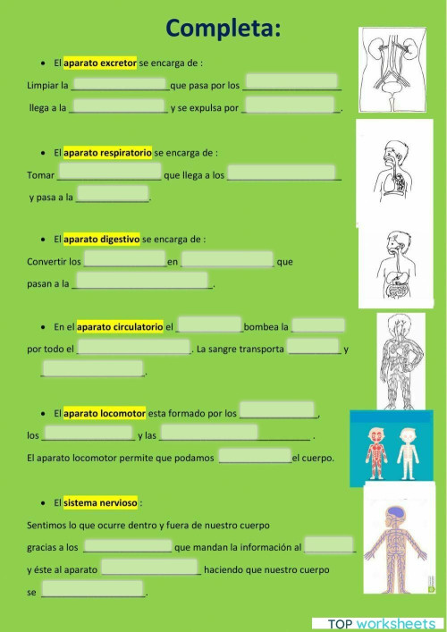 El cuerpo humano. Ficha interactiva | TopWorksheets
