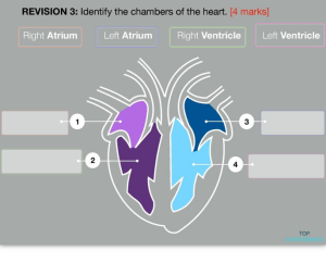 R3: Human Heart Part 1. Interactive worksheet | TopWorksheets