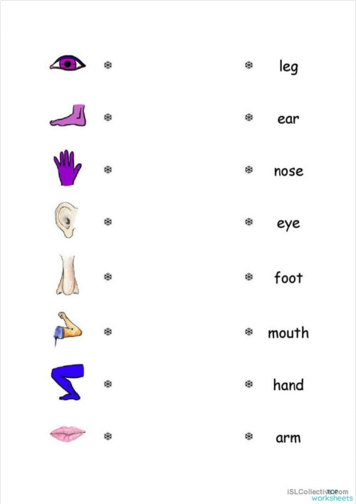 Matching The Body Parts. Interactive worksheet | TopWorksheets
