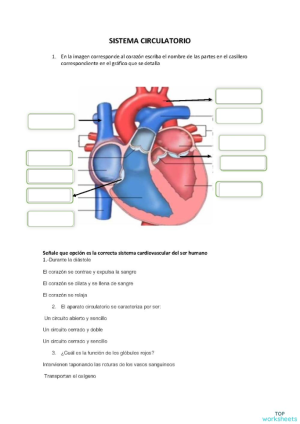 SISTEMA CIRCULATORIO. Ficha interactiva | TopWorksheets