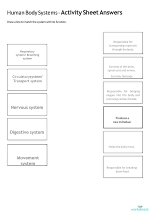 Year 6 -Human Body System. Interactive worksheet | TopWorksheets