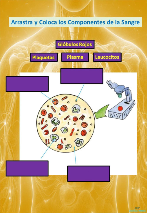 Sistema Circulatorio. Ficha interactiva | TopWorksheets