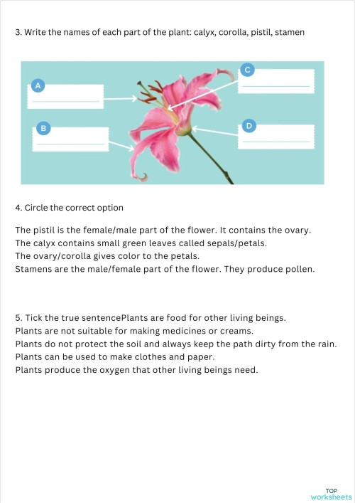 Plants: interactive worksheets and online exercises | TopWorksheets