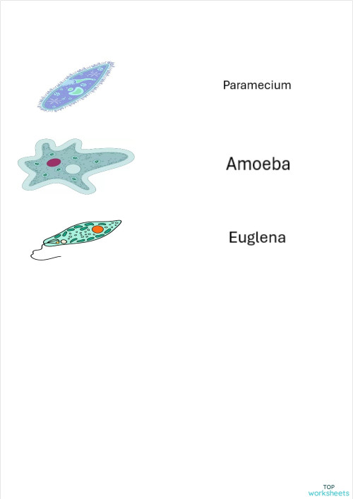 Protozoa match up. Interactive worksheet | TopWorksheets