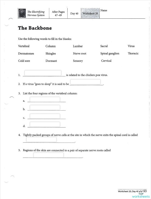 Worksheet 20: The Backbone Pg 93. Interactive worksheet | TopWorksheets