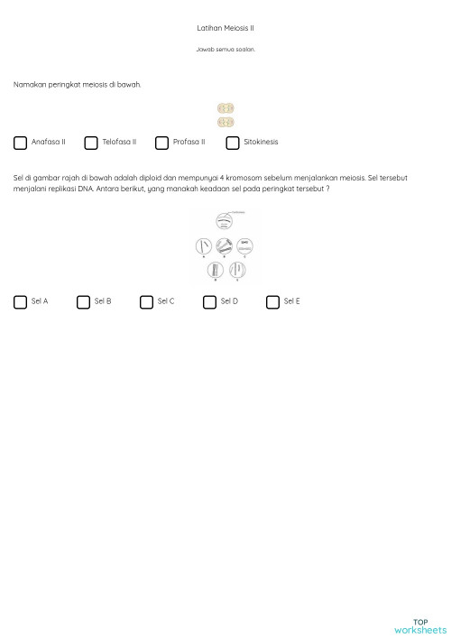 Latihan Meiosis Ii Interactive Worksheet Topworksheets