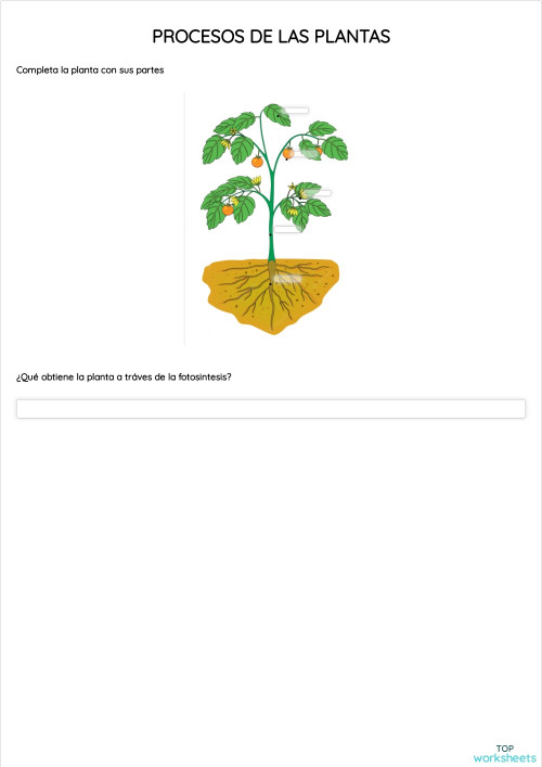 PROCESOS DE LAS PLANTAS. Ficha interactiva | TopWorksheets