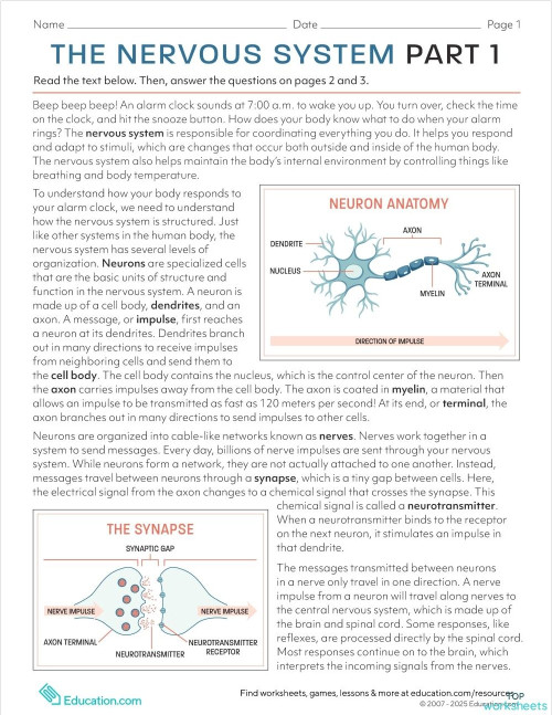 The Peripheral Nervous system. Interactive worksheet | TopWorksheets