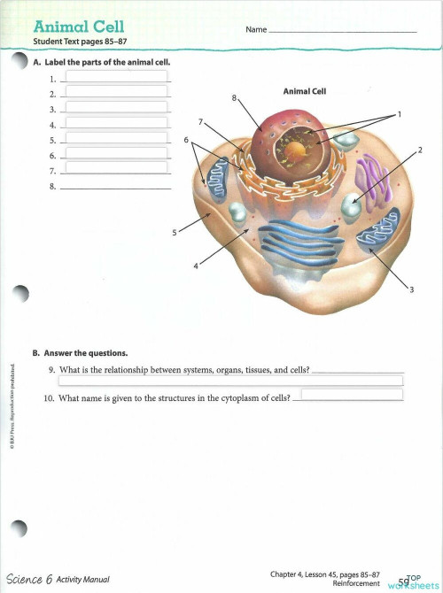 Lesson 45: Animal Cell Pg 59. Interactive worksheet | TopWorksheets