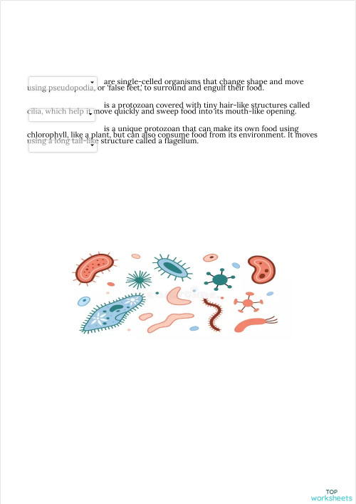 Fill in the blank, protozoa types. Interactive worksheet | TopWorksheets