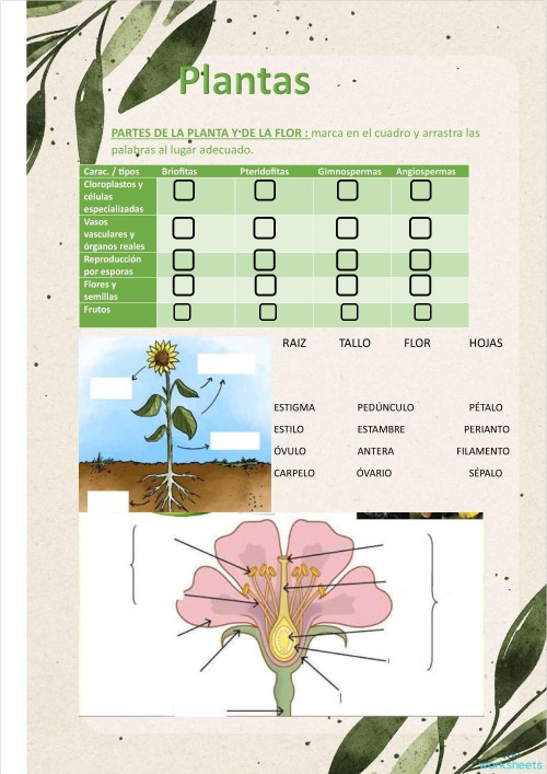 Ciencias de la Naturaleza: fichas interactivas y ejercicios online ...