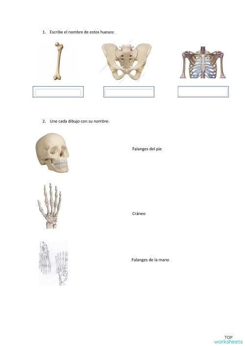 Huesos y músculos. Ficha interactiva | TopWorksheets