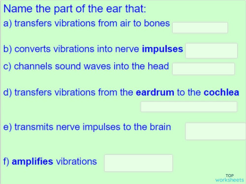 The Ear - Slide 3. Interactive worksheet | TopWorksheets