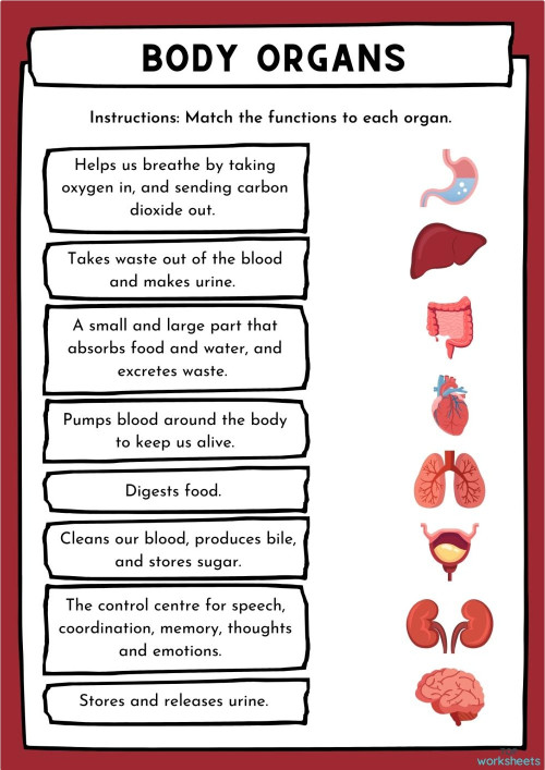 BODY SYSTEMS. Interactive worksheet | TopWorksheets