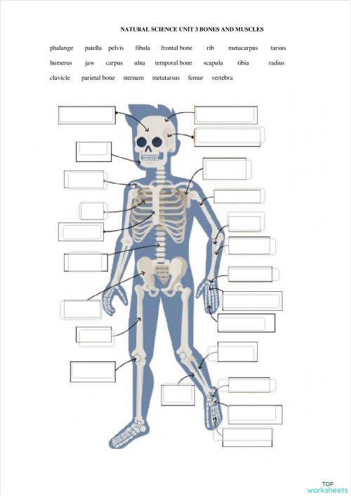 Bones and muscles 5th grade. Interactive worksheet | TopWorksheets