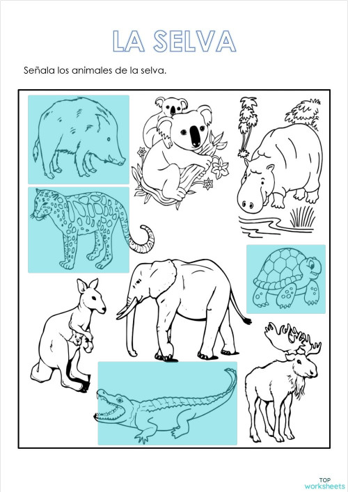 CONOCEMOS LA SELVA. Ficha interactiva | TopWorksheets