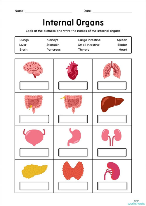 Internal Organs Interactive Worksheet