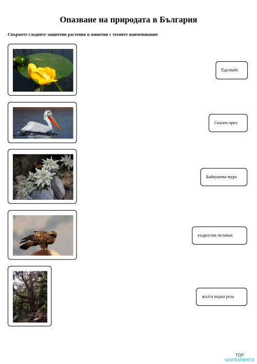 Interactive worksheets and online exercises in bulgarian | TopWorksheets