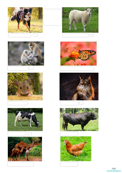 Xayawani Zaa Nti. Interactive worksheet | TopWorksheets