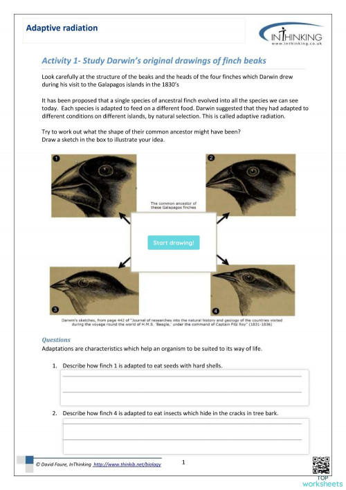 Variation by Adaptive Radiation. Interactive worksheet | TopWorksheets