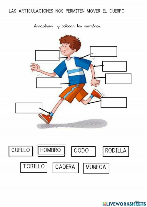Partes Del Cuerpo Ficha Interactiva Topworksheets