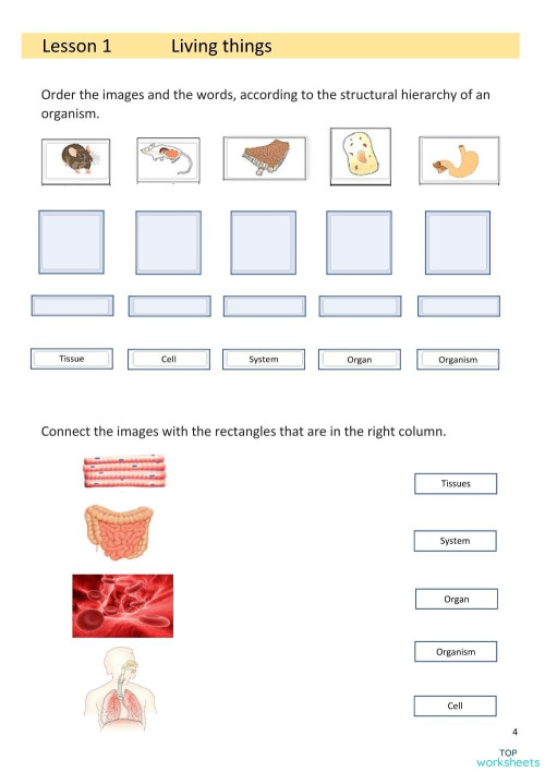 Natural Lesson 1 Living things. IV. Interactive worksheet | TopWorksheets