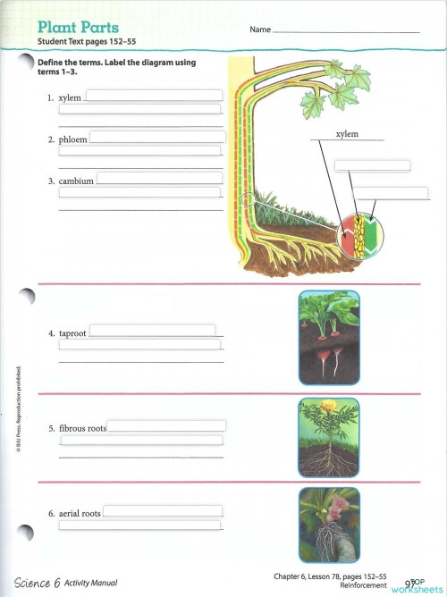 Lesson 78: Plant Parts Pg 97. Interactive worksheet | TopWorksheets