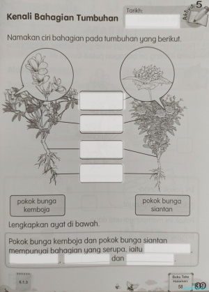 kenali bahgian tumbuhan. Interactive worksheet | TopWorksheets