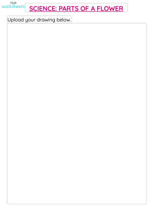 Year 5 Science - Parts of a Flower. Interactive worksheet | TopWorksheets