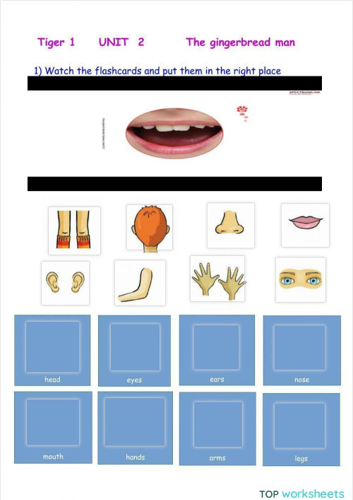 Body Parts Tiger 1 Unit 2. Interactive worksheet | TopWorksheets