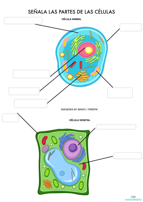 LA CÉLULA: PARTES. Ficha interactiva | TopWorksheets