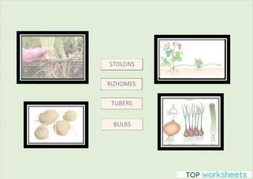 Asexual reproduction in plants. Interactive worksheet | TopWorksheets