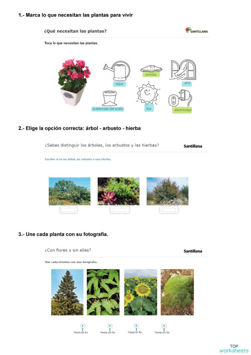 Las plantas.. Ficha interactiva | TopWorksheets