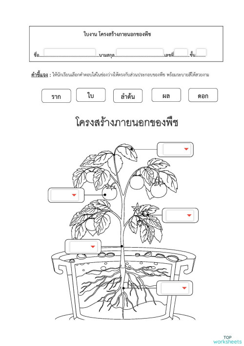 ส่วนประกอบของพืช แผ่นงานเชิงโต้ตอบ Topworksheets