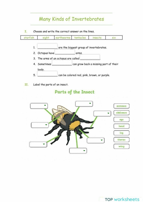 Many Kinds of Insects. Interactive worksheet | TopWorksheets
