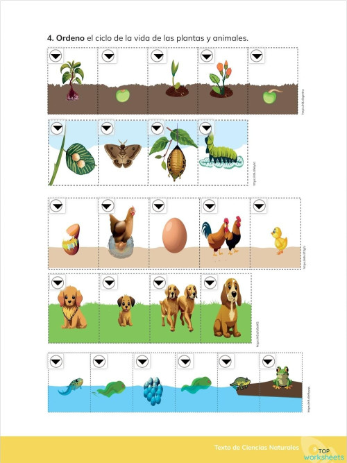 ACTIVIDAD 1 - SECCIÓN 1. Ficha interactiva | TopWorksheets
