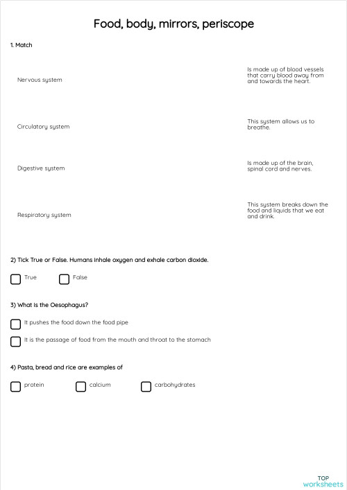Food, body, mirrors, periscope. Interactive worksheet | TopWorksheets