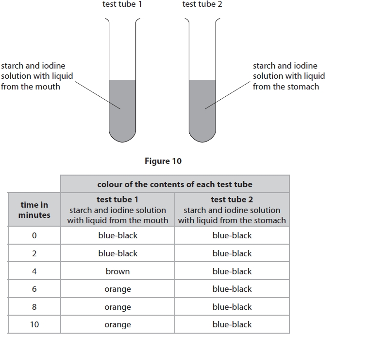 SB1 exam questions. Interactive worksheet | TopWorksheets
