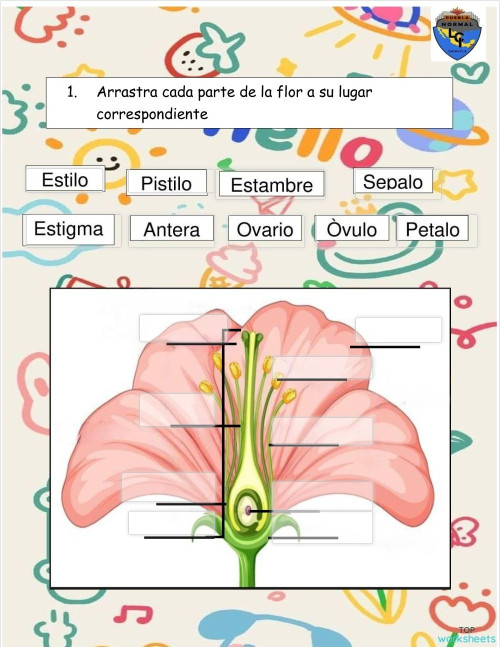 Partes De Una Planta Y De Una Flor Ficha Interactiva Topworksheets ...