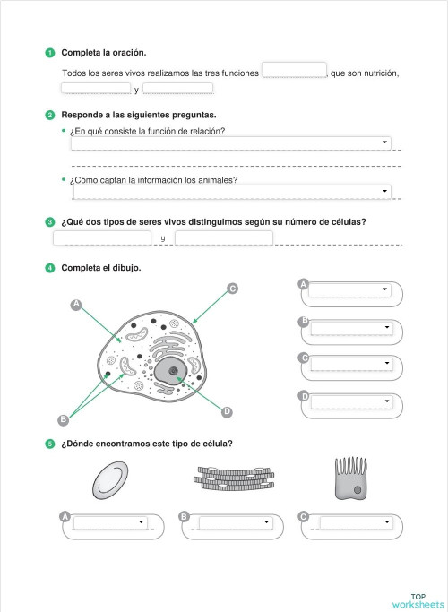 LA CÉLULA EUCARIOTA. Ficha interactiva | TopWorksheets